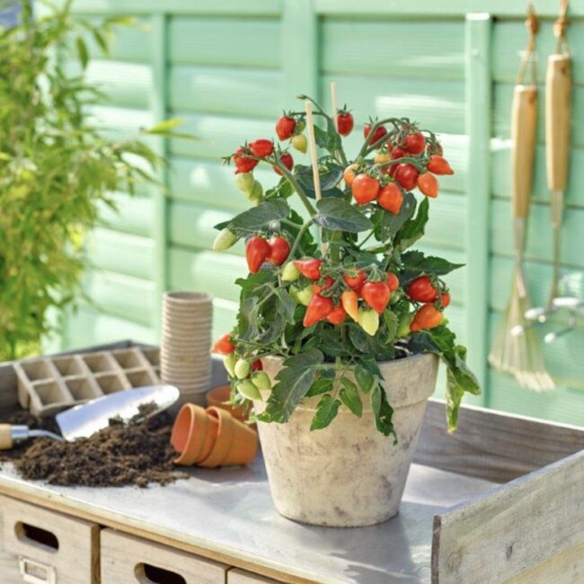 Le petit Semoir – Pour les palais gourmets